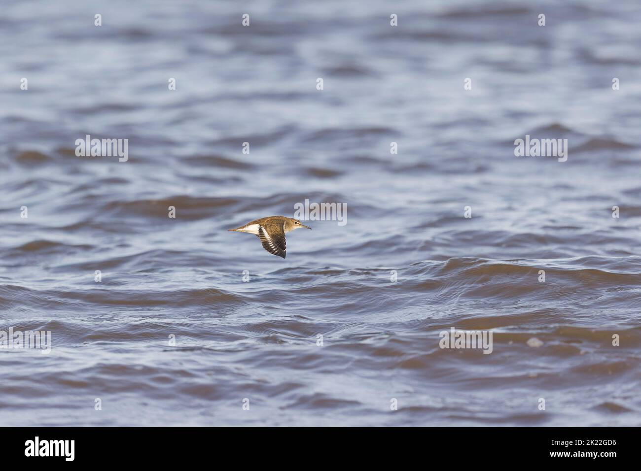 Common sandpiper Actitis hypoleucos, adult flying over North Sea, RSPB ...