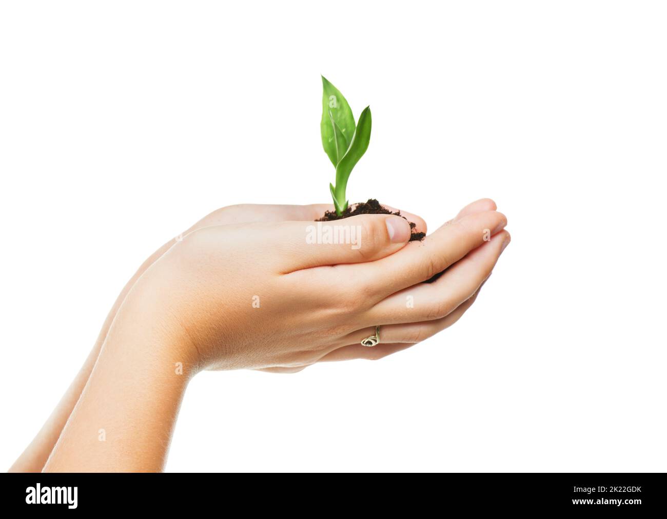 Nurturing hands. Closeup shot of cupped hand holding a small seedling ...