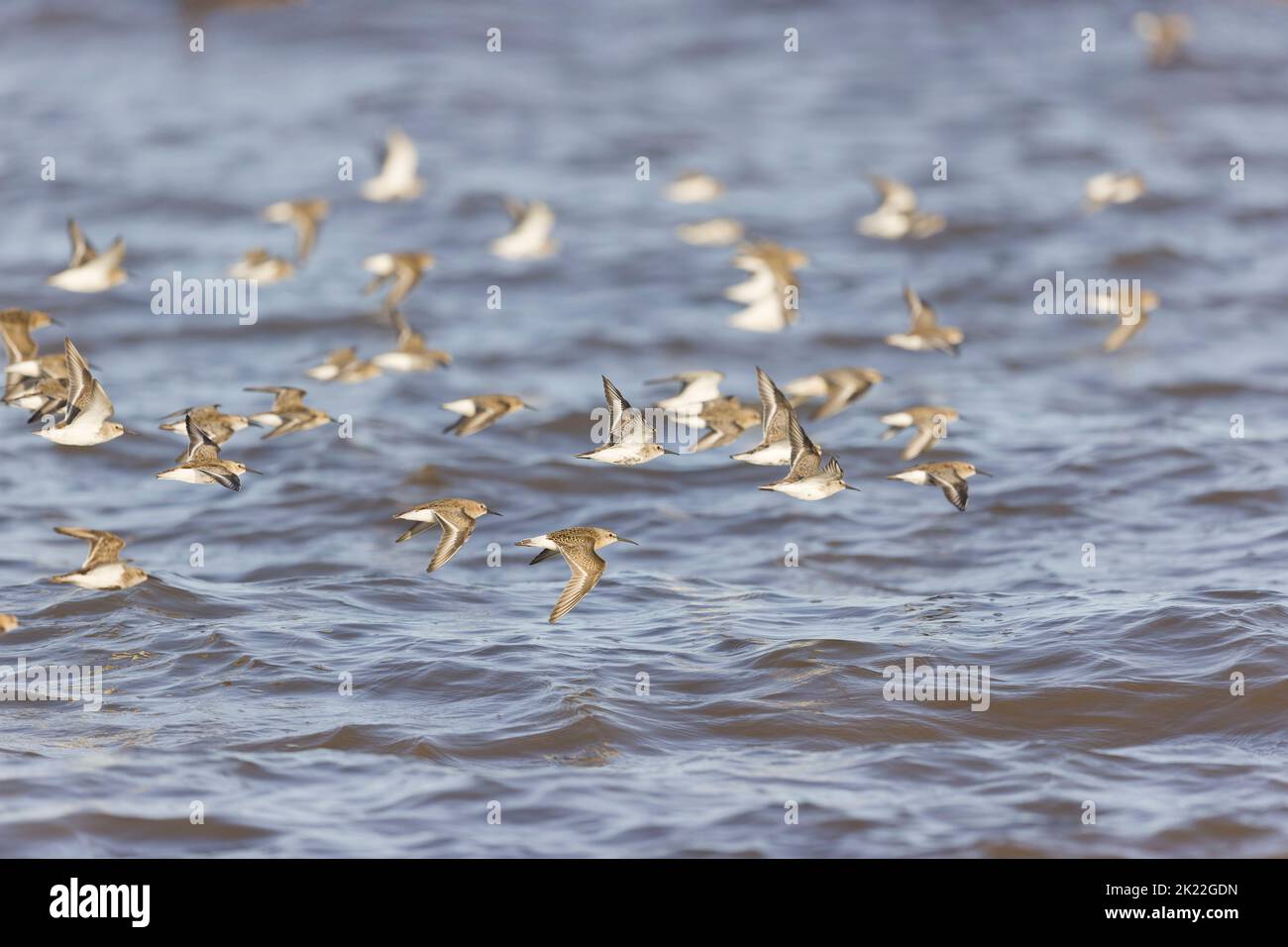 Curlew sandpiper Calidris ferruginea, juvenile and Dunlin Calidris ...