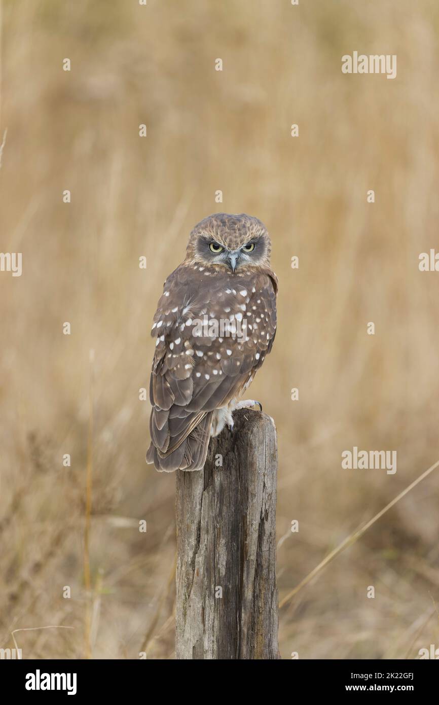 Australian boobook Ninox boobook, adult perched on post, controlled ...