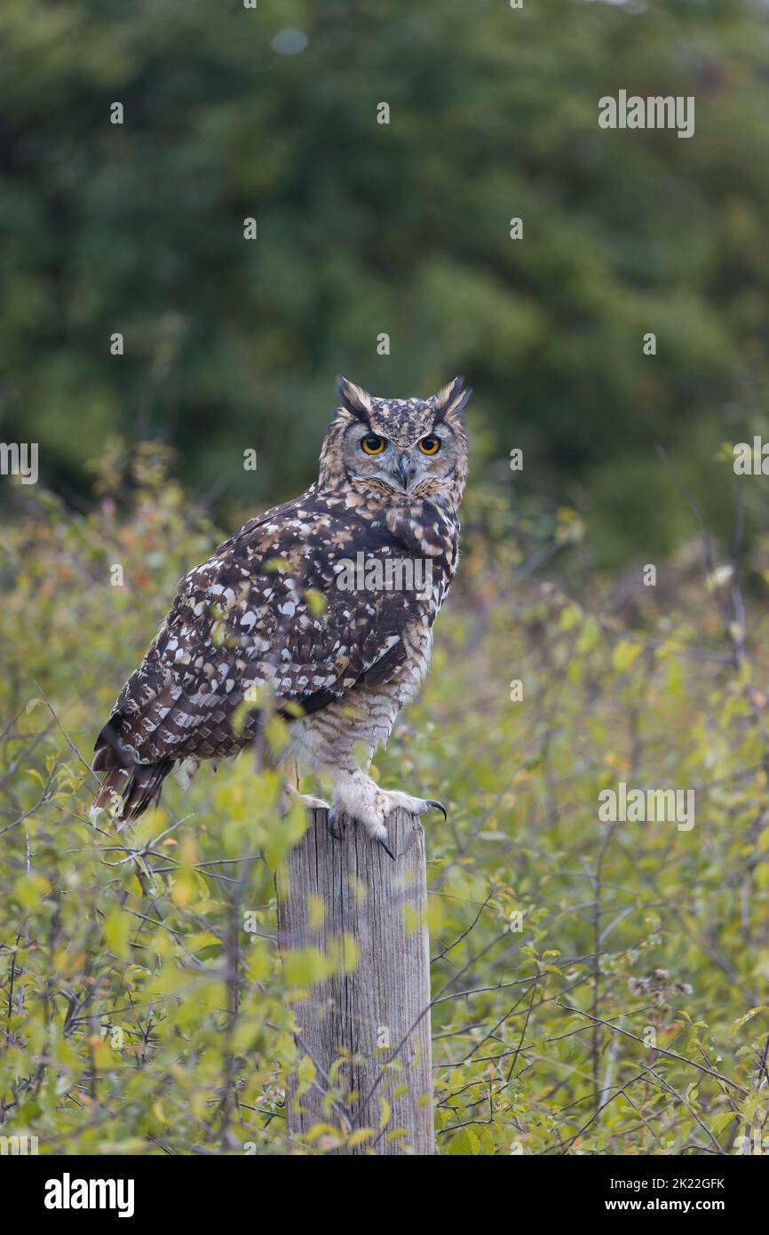 Cape eagle owl bubo capensis hi-res stock photography and images - Alamy