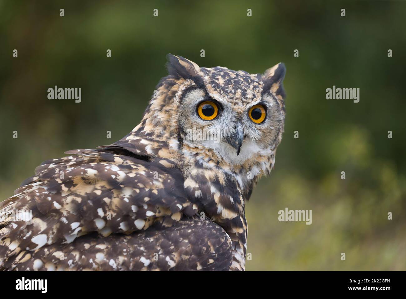 Cape eagle owl bubo capensis hi-res stock photography and images - Alamy
