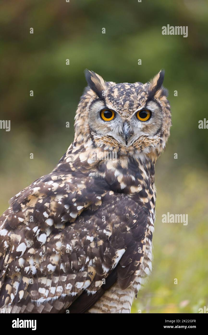 Mackinder's eagle owl Bubo capensis mackinderi, adult portrait ...