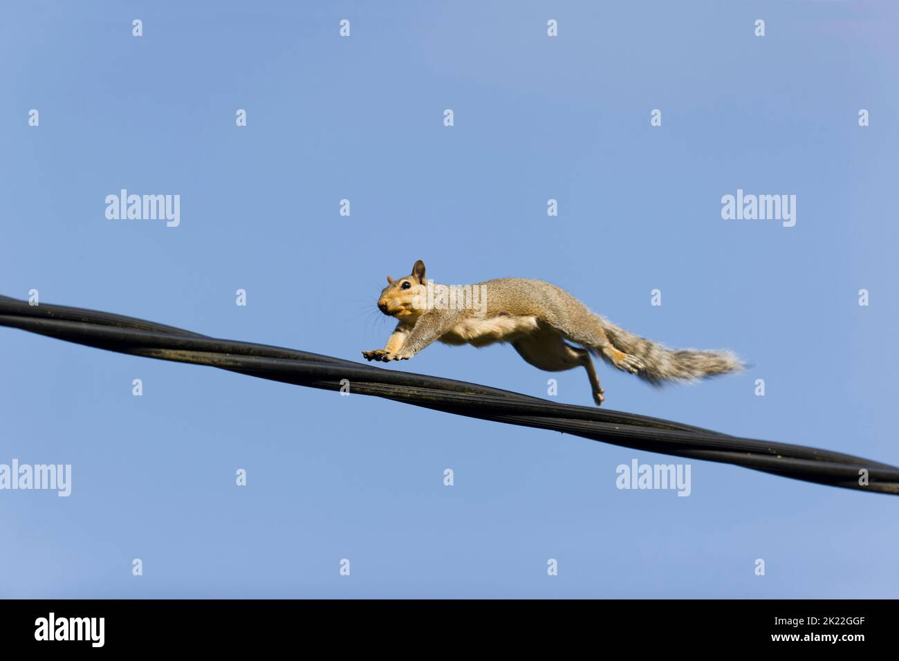 Eastern grey squirrel Sciurus carolinensis, introduced species, adult ...