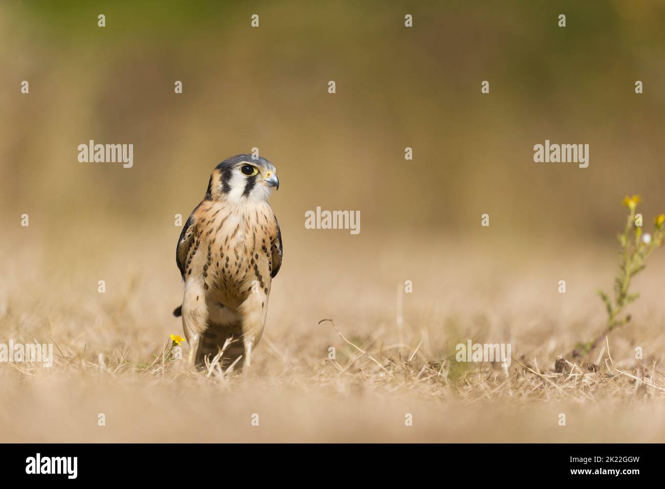 American kestrel Falco sparverius, immature male standing on grass ...