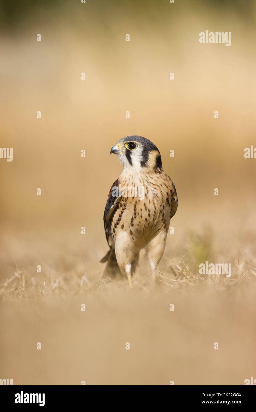 American kestrel Falco sparverius, immature male standing on grass ...