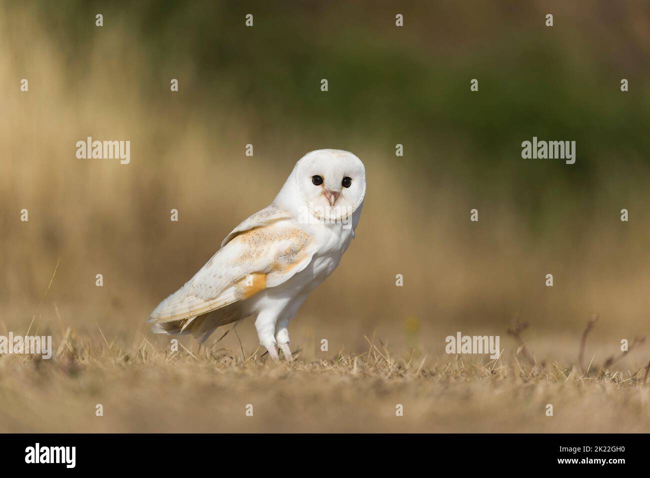 Barn owl Tyto alba, adult standing on grassland, Suffolk, England ...