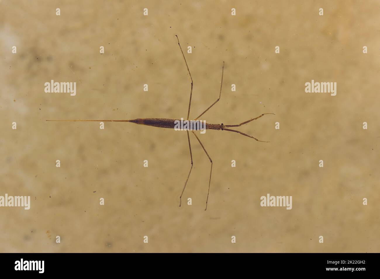 Water stick insect Ranatra linearis, adult swimming, Suffolk, England ...