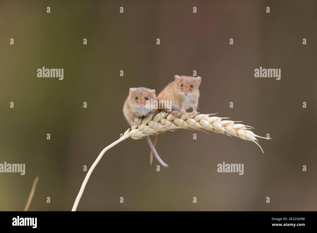 Harvest mouse Micromys minutus, 2 adults standing on wheat stem ...