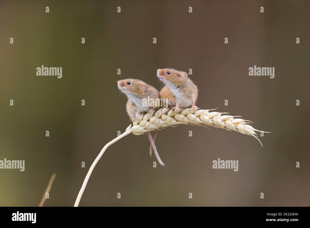 Harvest mouse Micromys minutus, 2 adults standing on wheat stem ...
