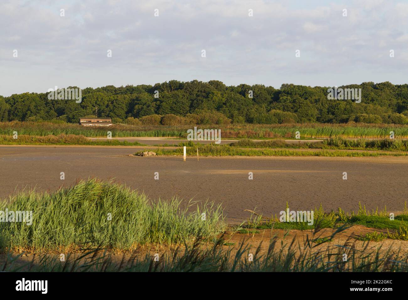 View from East Hide of The Scrape dried out following drought, RSPB ...