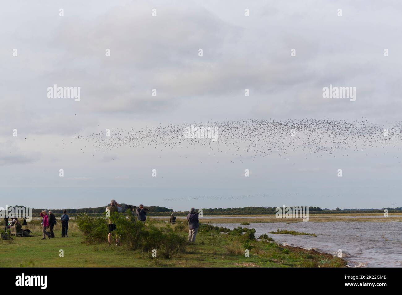 Knot Calidris canutus, flock flying above birdwatchers, RSPB Snettisham ...