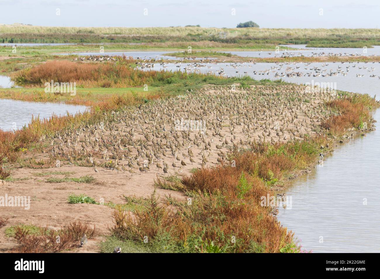 Golden plover Pluvialis apricaria, flock in winter plumage standing on ...