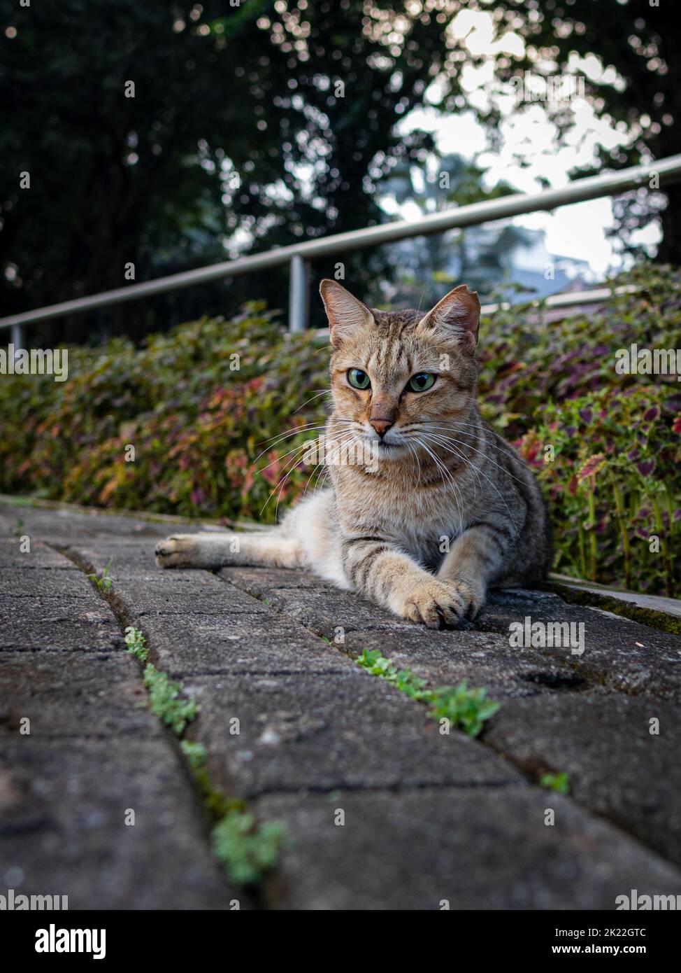 Cat in a street hi-res stock photography and images - Alamy