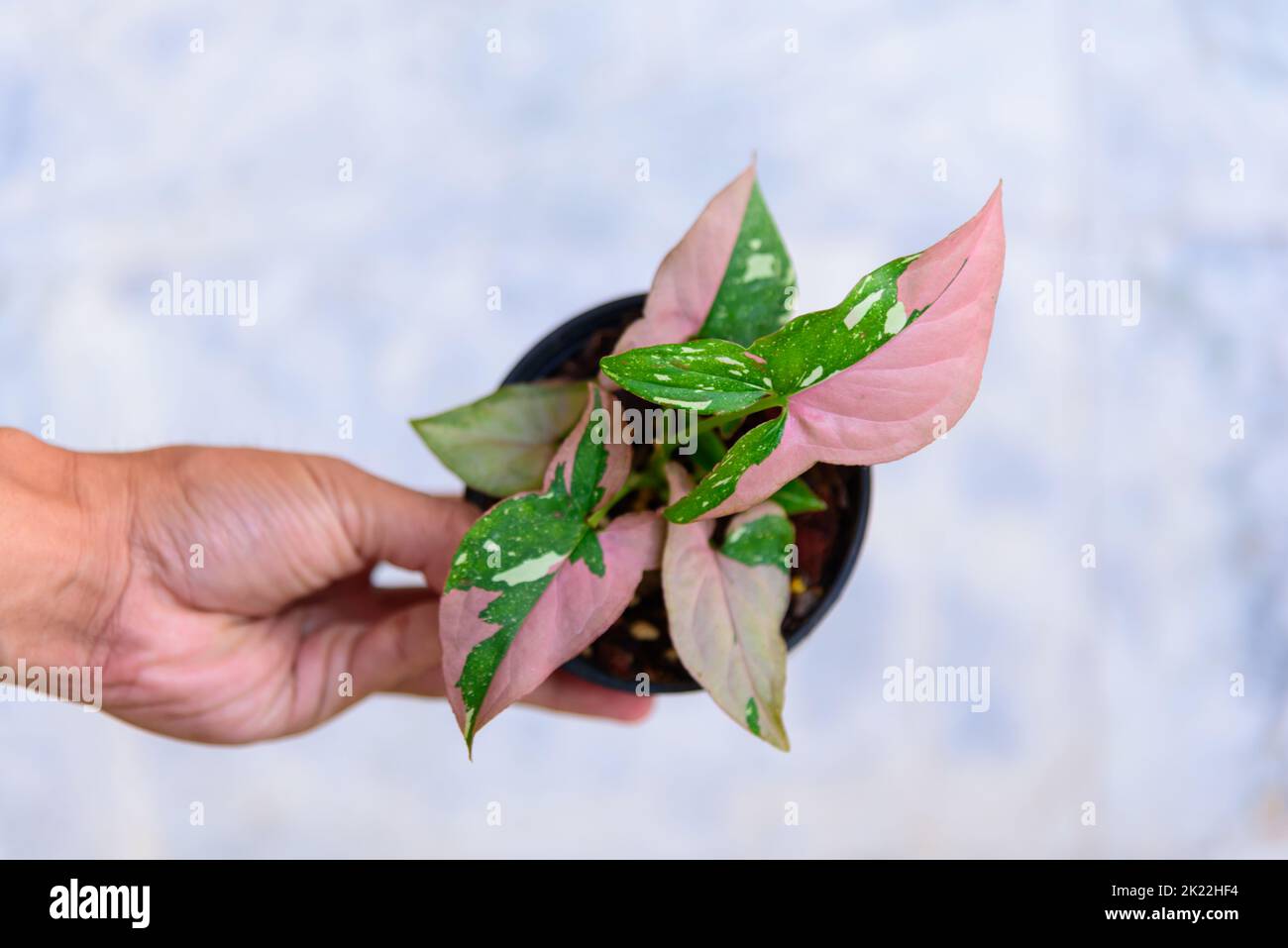 syngonium red spot tricolor in the pot Stock Photo - Alamy