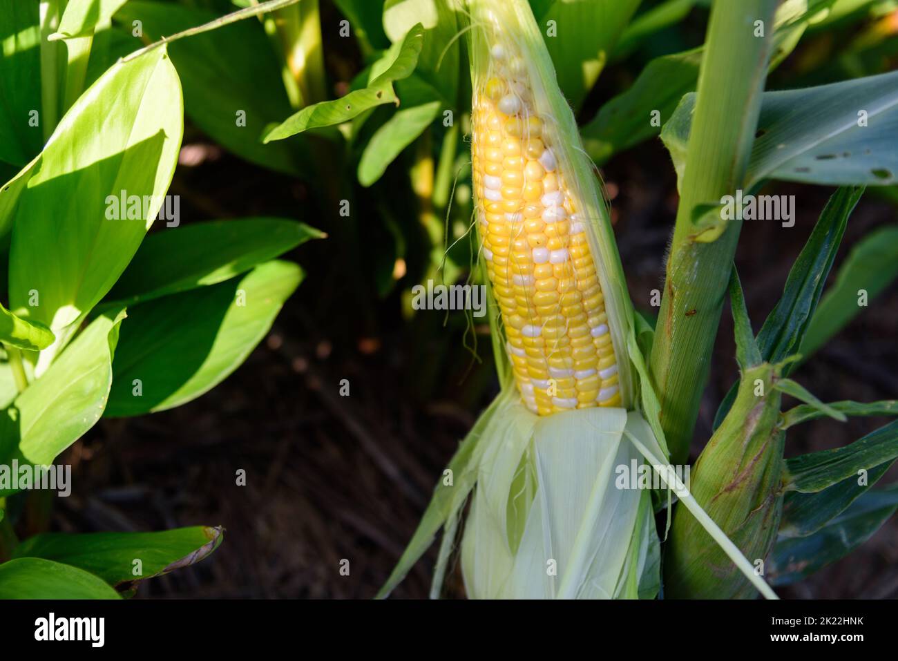Fresh corn cob on tree hi-res stock photography and images - Alamy