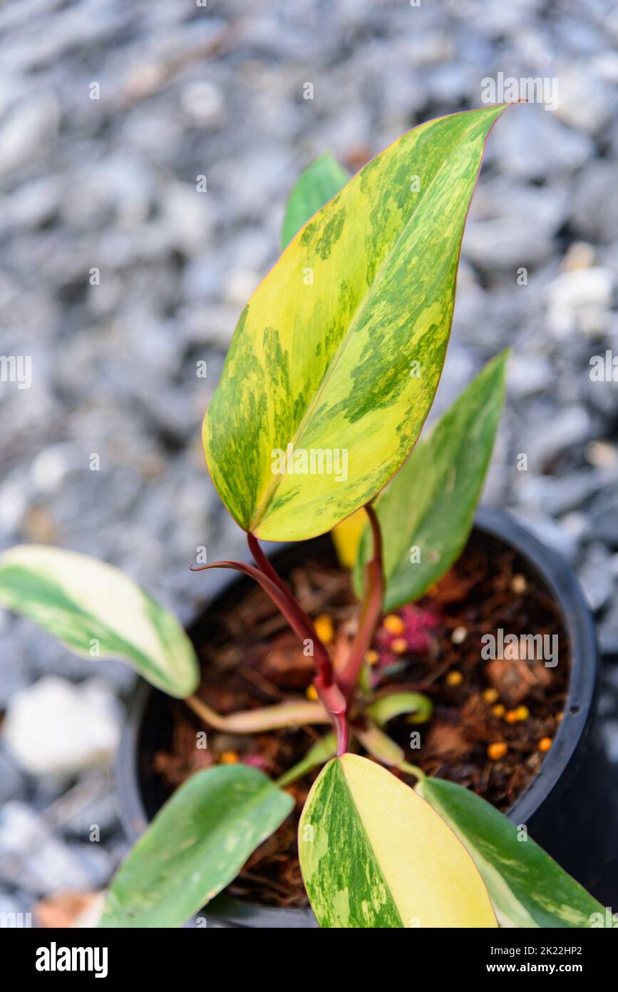 Philodendron Red Emerald / Philodendron Stawberry shake Stock Photo - Alamy