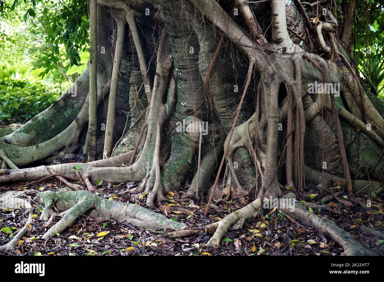 The thick tree trunk with multiple roots Stock Photo - Alamy