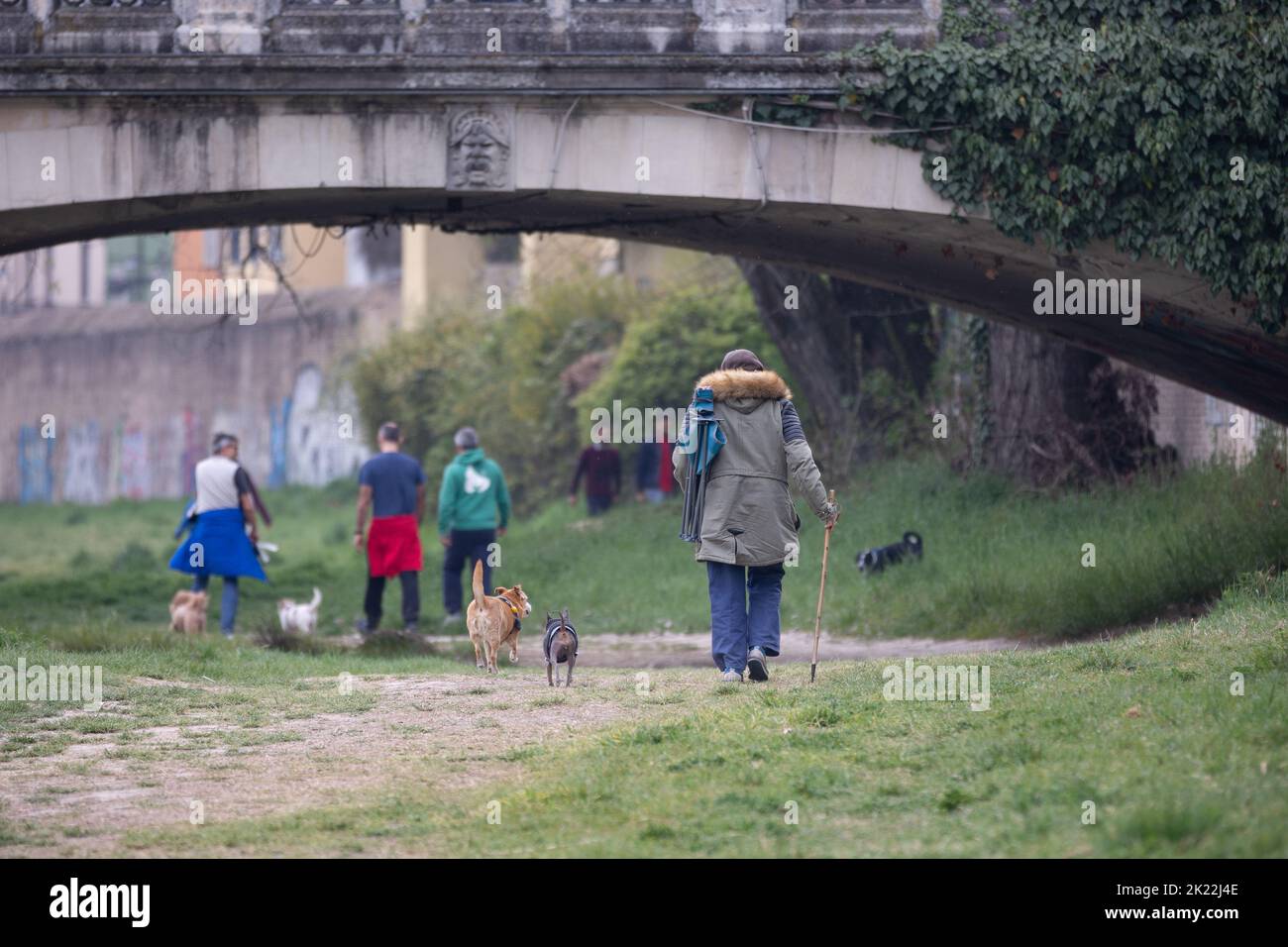 Man Walking with his Small Dogs and a Support Stick on a Country Road ...
