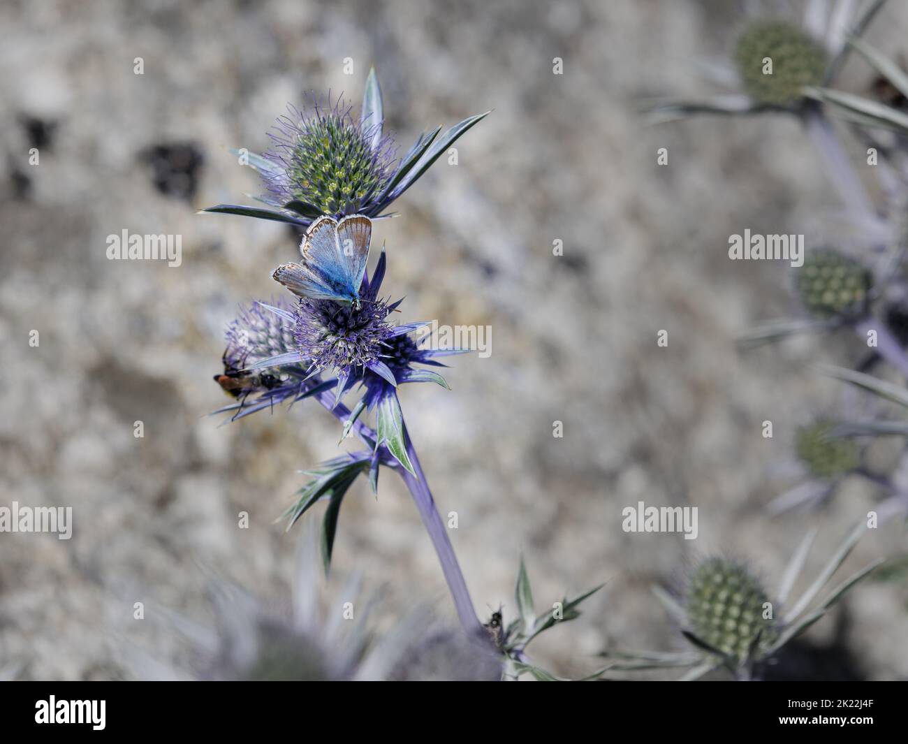 Beautiful Blue Butterfly over Eryngium Alpinum Flowers, the alpine sea ...