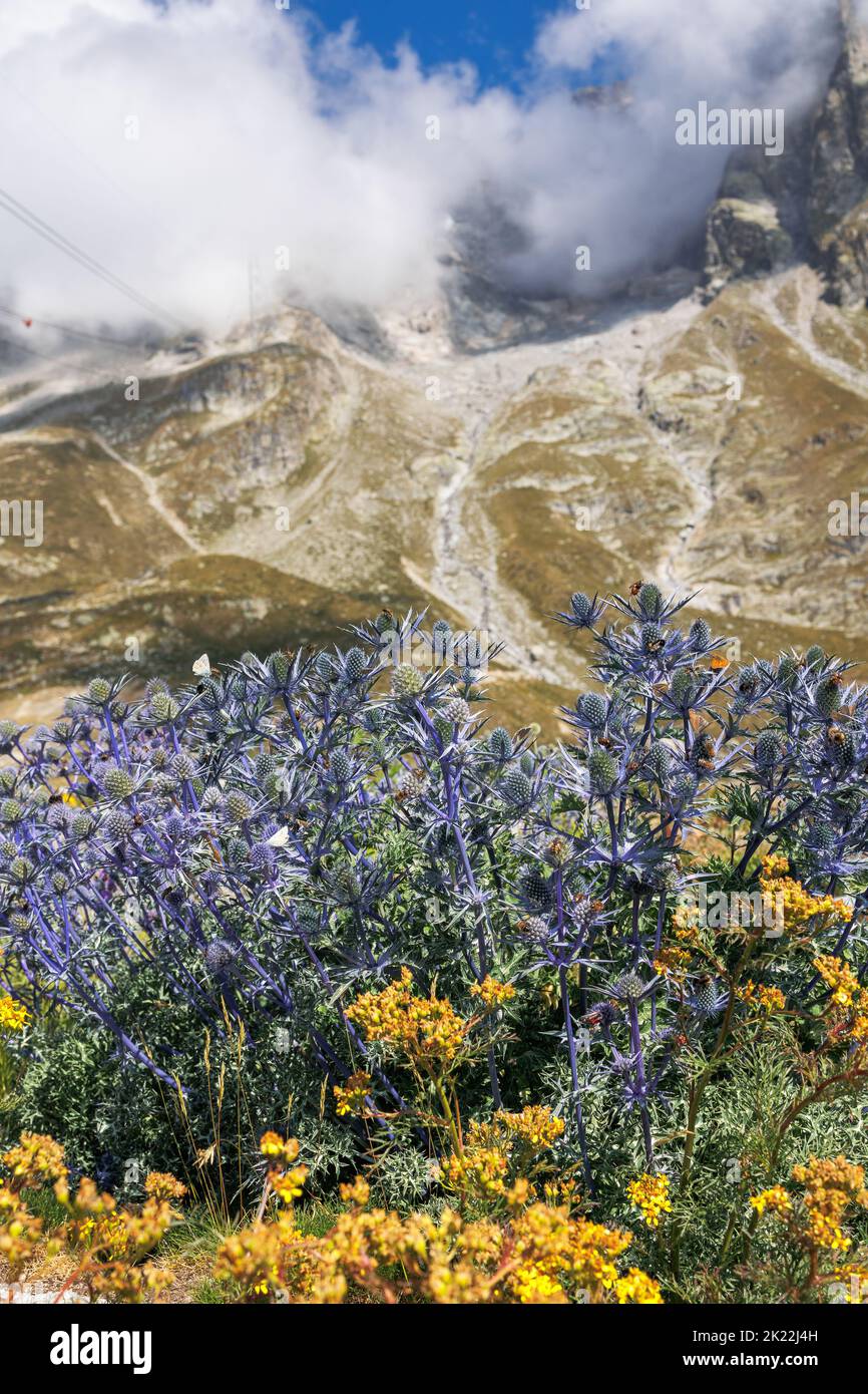 Alpine rose bees hi-res stock photography and images - Alamy