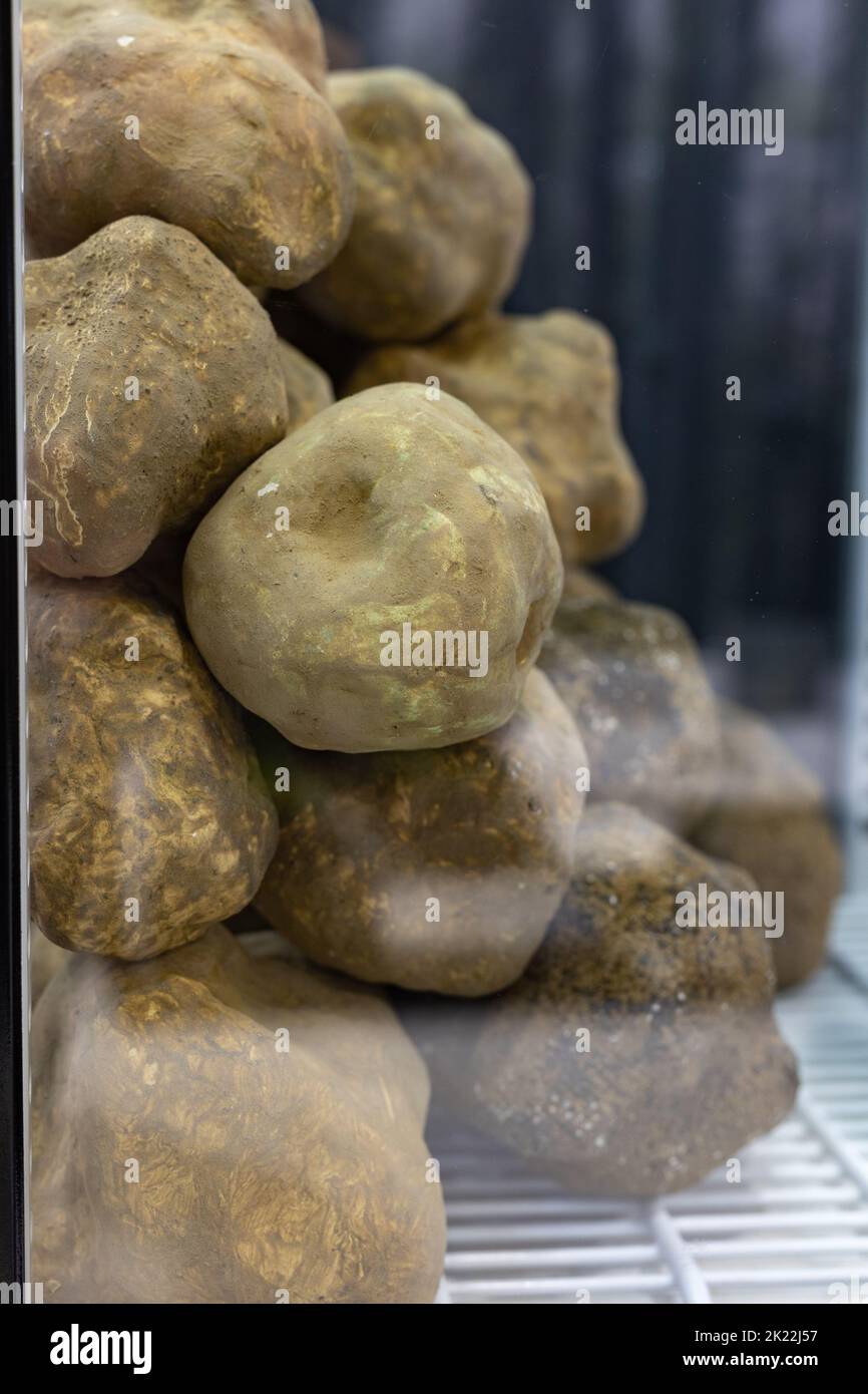 Dozens of Expensive Truffles Inside a Transparent Container Stock Photo ...