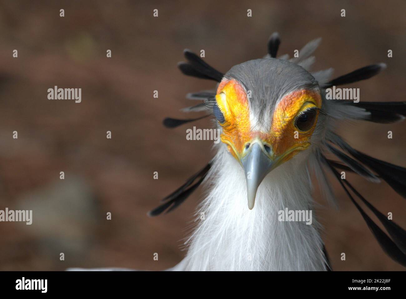 A portrait of the secretary bird in Africa Stock Photo - Alamy