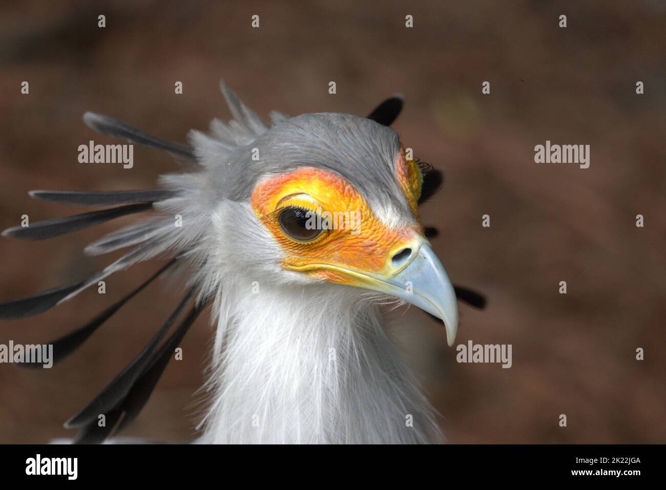 A portrait of the secretary bird in Africa Stock Photo - Alamy