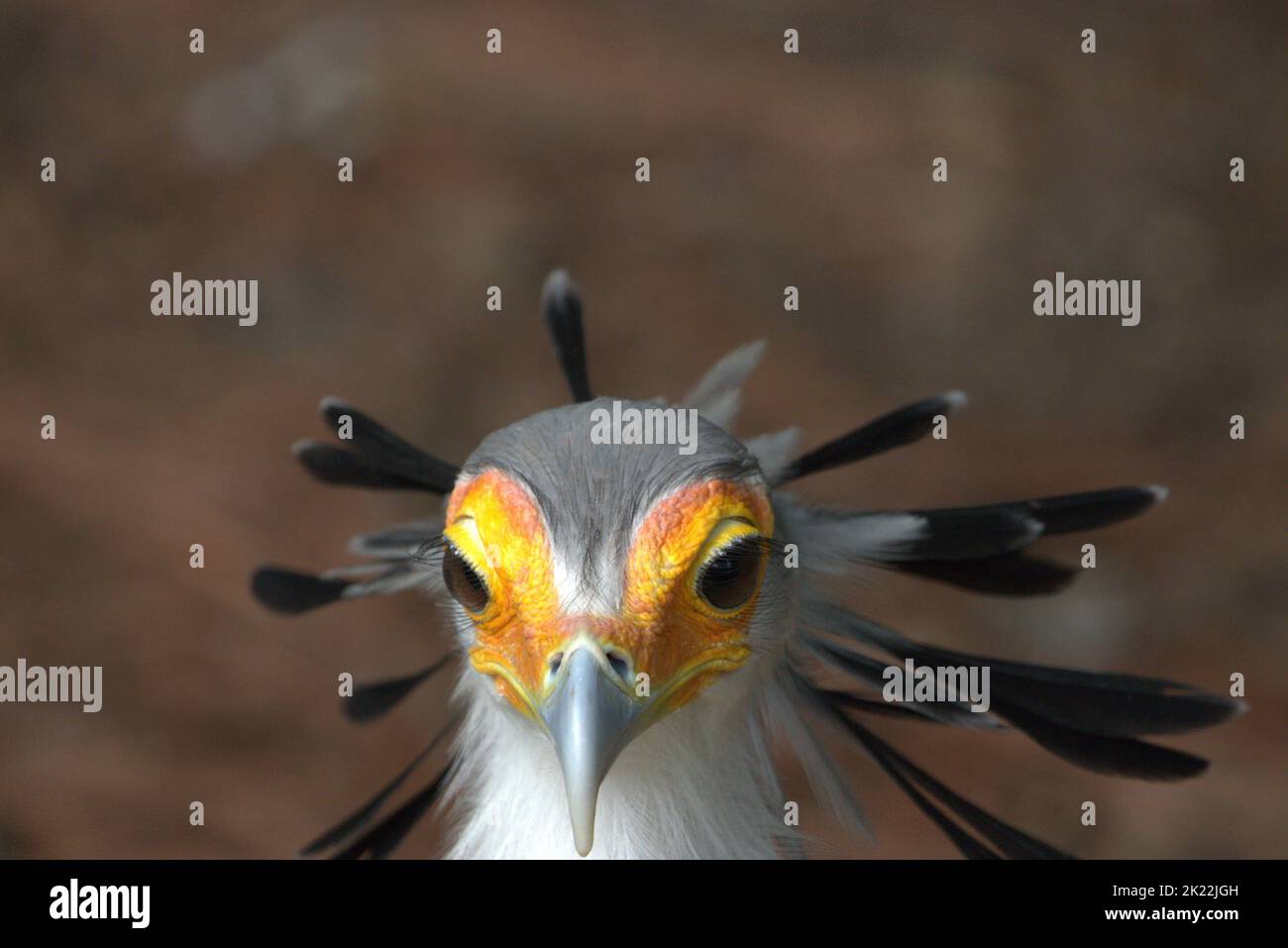 A portrait of the secretary bird in Africa Stock Photo - Alamy
