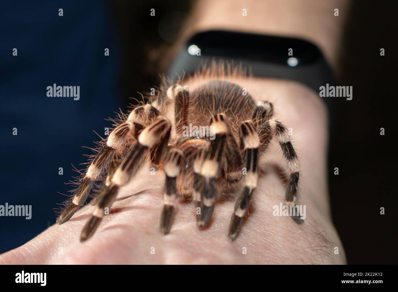 Tarantula on mans hand hi-res stock photography and images - Alamy