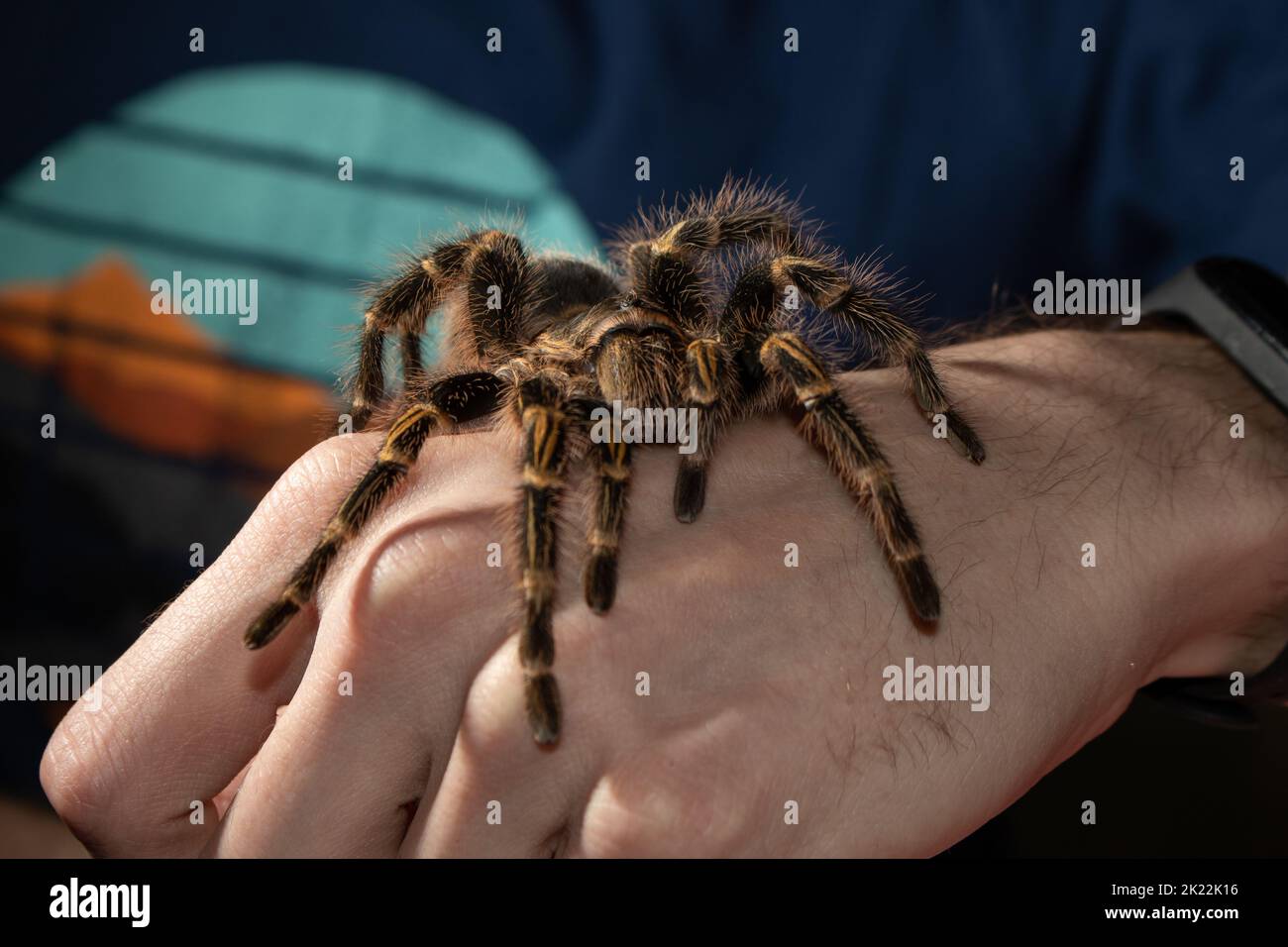 A brown tarantula spider on a mans hand Stock Photo - Alamy