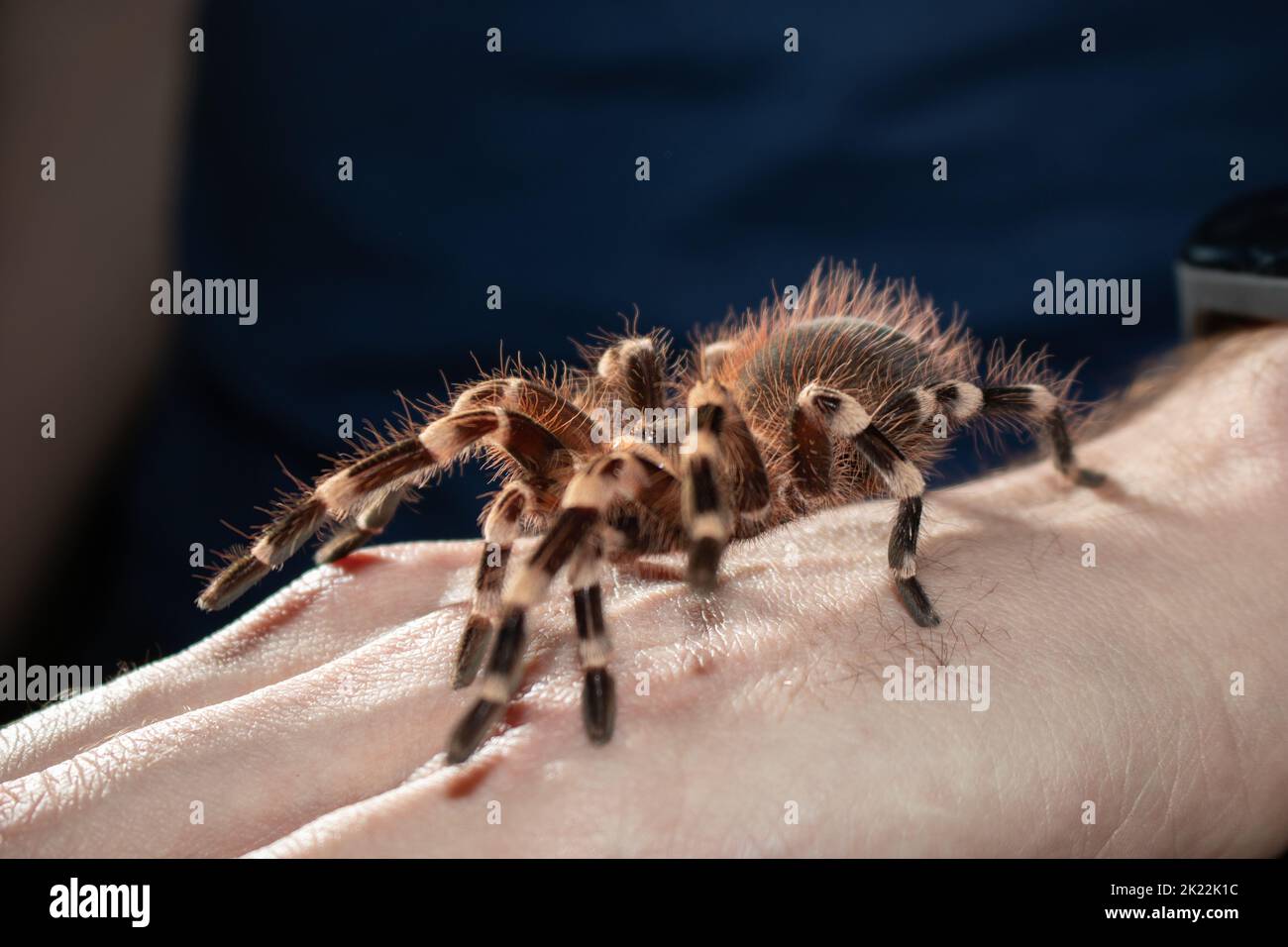 A brown tarantula spider on a mans hand Stock Photo - Alamy