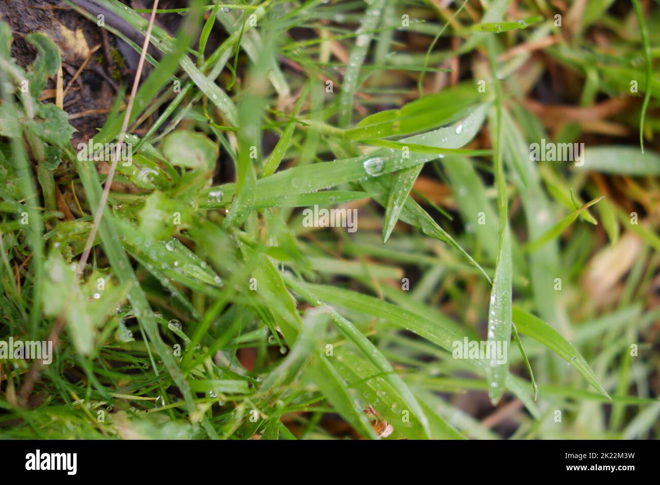 Wet green grasses sprouting on muddy ground, closeup shot Stock Photo ...