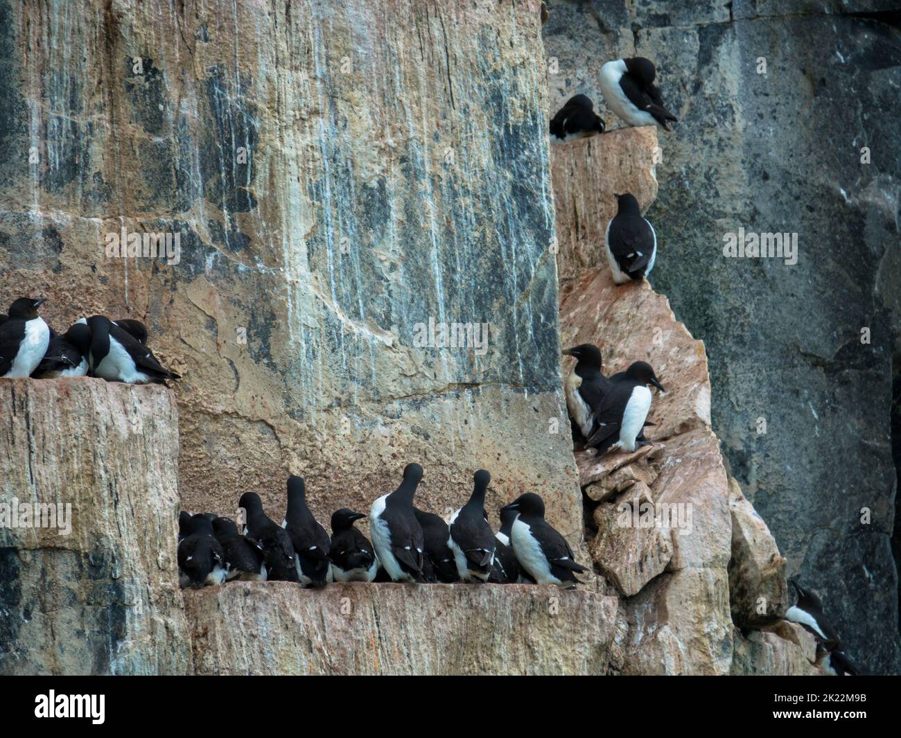 Thick-billed Murres colony at Alkefjellet bird cliff. Home to over ...
