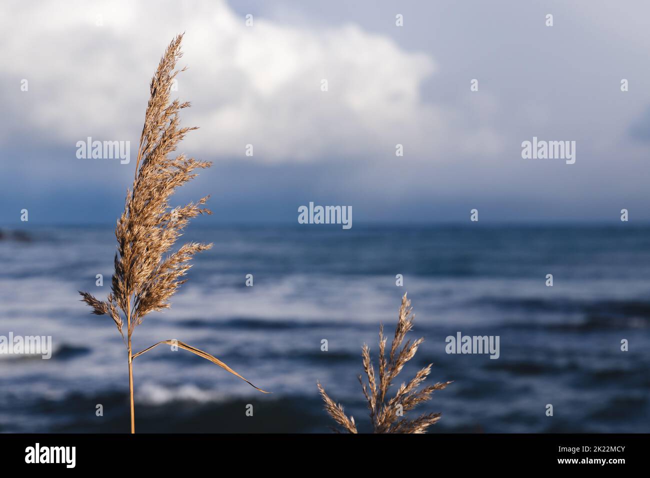 Dry coastal reed over blurred sea water, natural photo background with ...