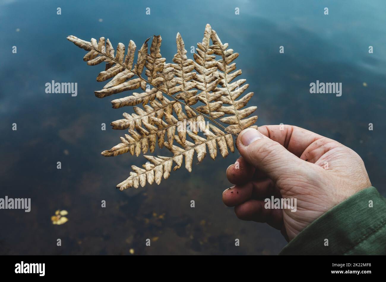 Dry yellow fern leaf is in a male hand over blurred lake water ...