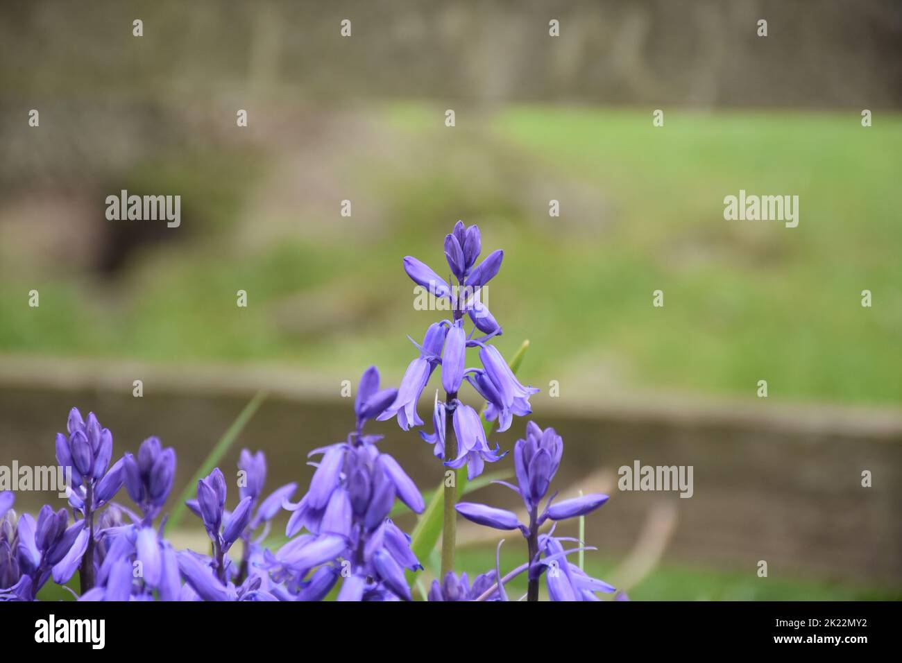 Flowering common bluebell flowers in Northern England Stock Photo - Alamy
