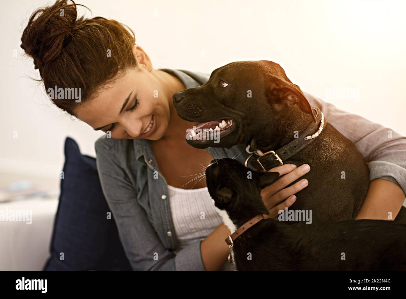 Dog without people hi-res stock photography and images - Alamy