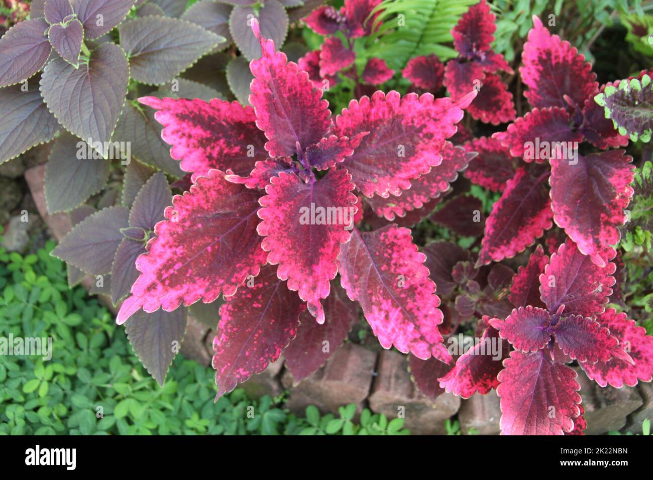 red coleus plant Stock Photo - Alamy