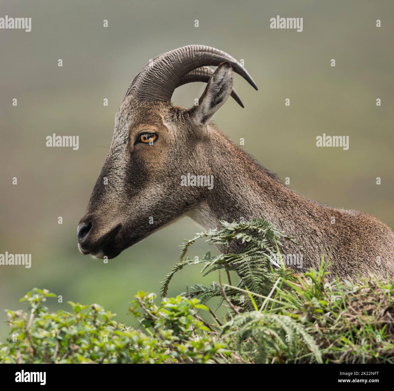 Screaming goat hi-res stock photography and images - Alamy
