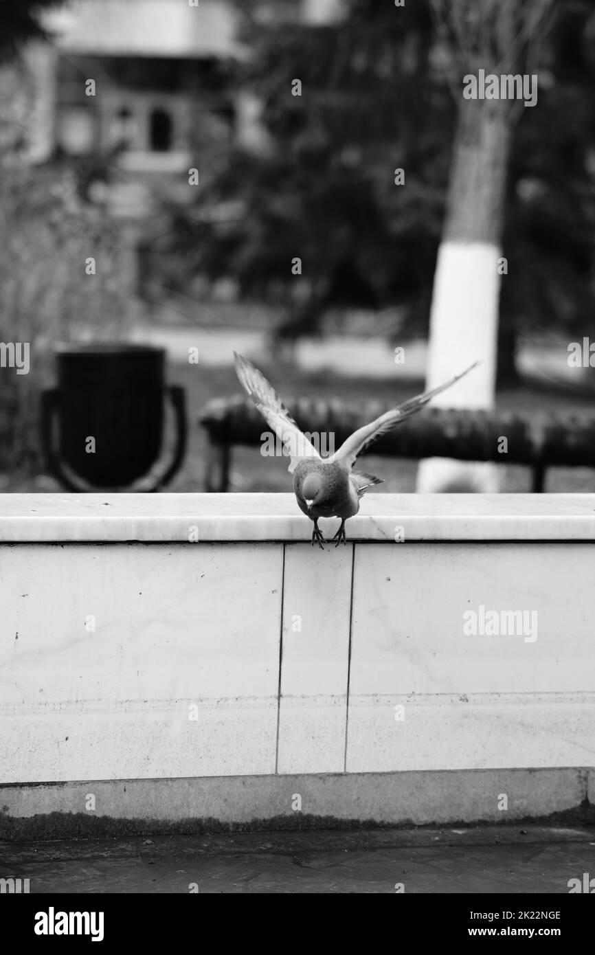 A greyscale shot of a pigeon in flight Stock Photo - Alamy