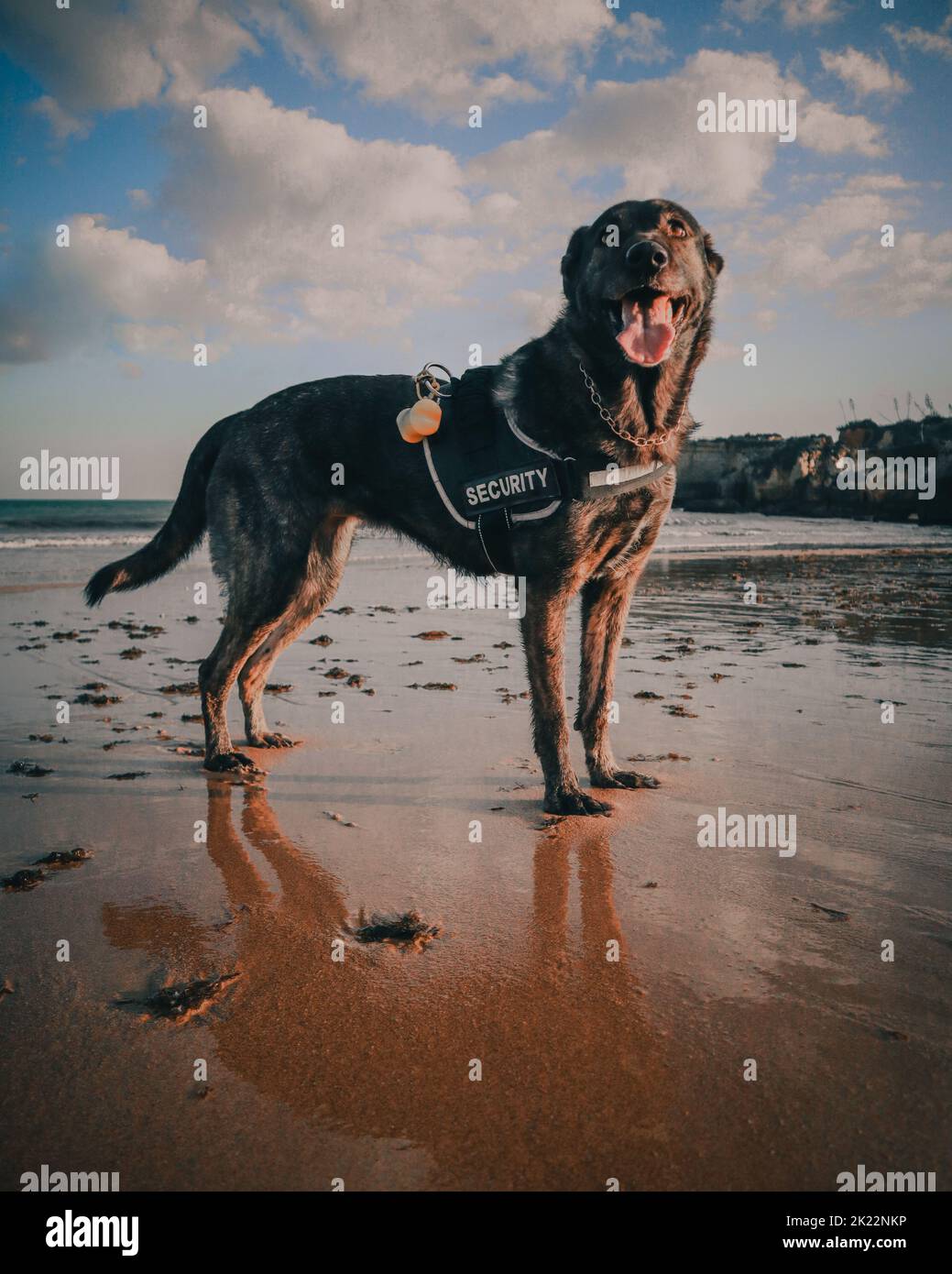 A vertical shot of black Beauceron security guard dog standing on the ...