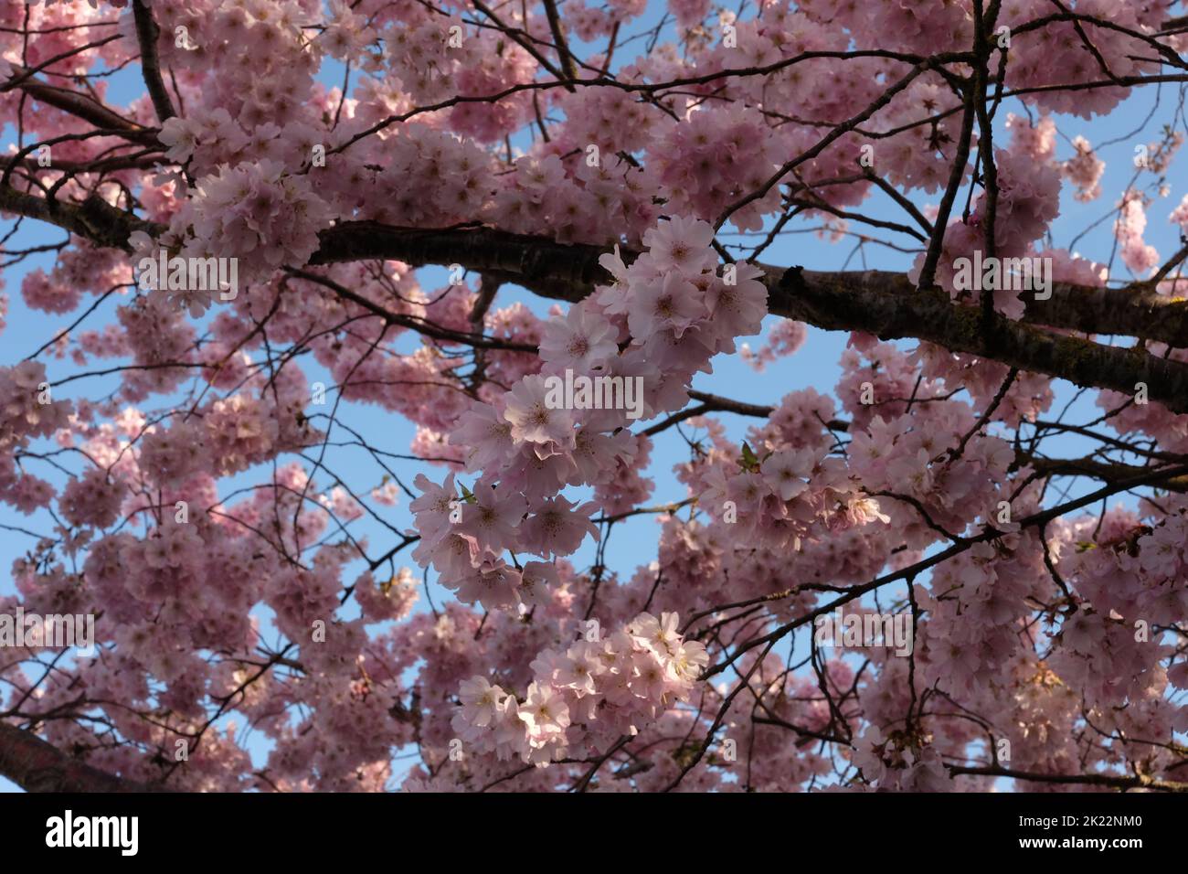 A sakura tree blossom against the blue sky Stock Photo - Alamy