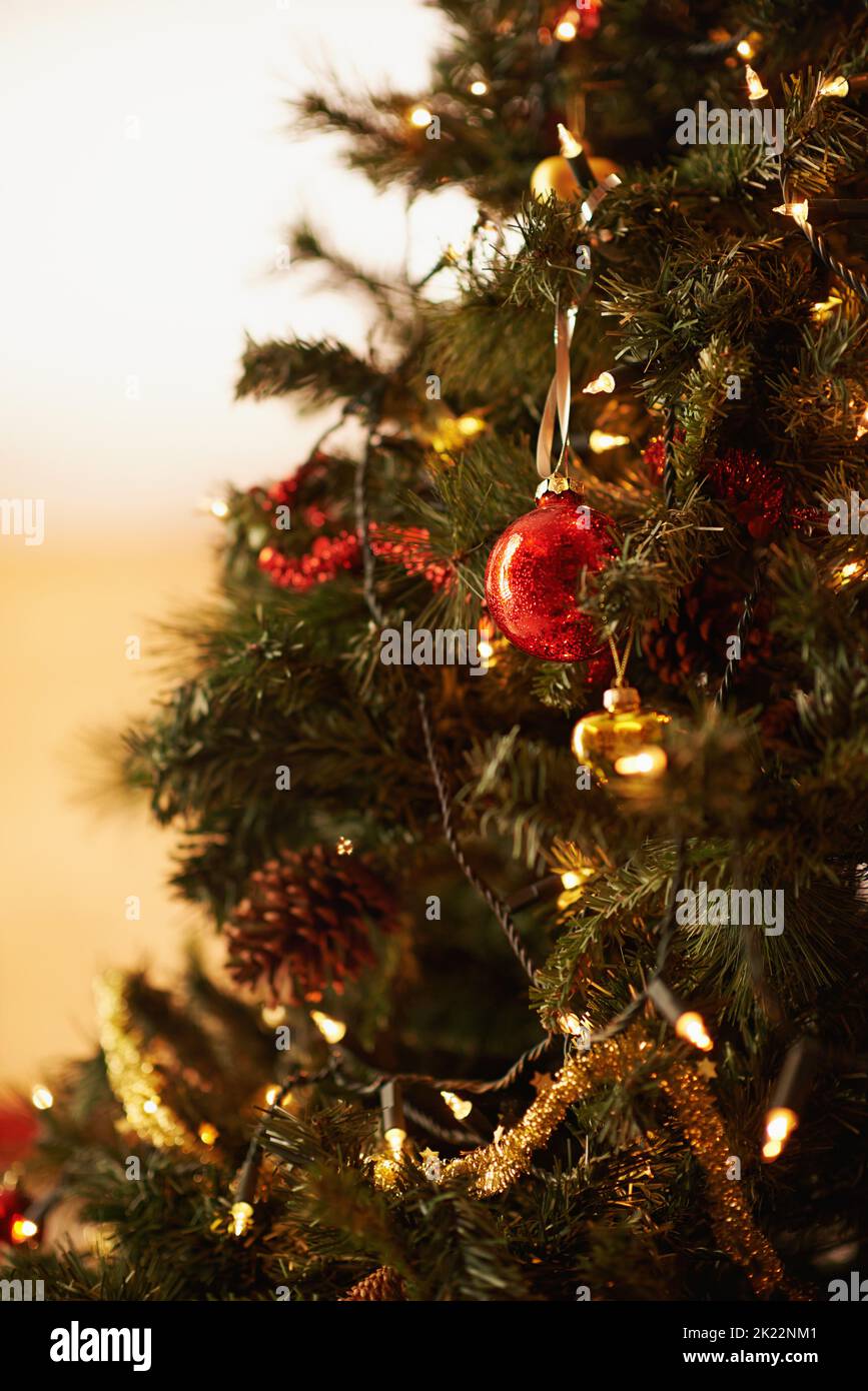 Christmas evergreen trees inside hi-res stock photography and images ...