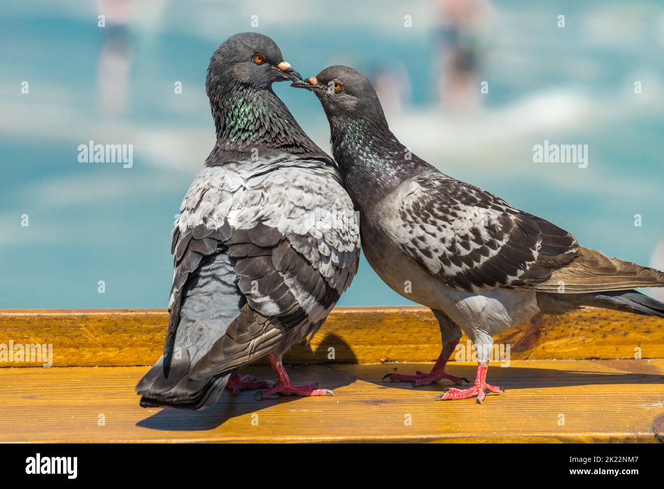 A closeup of two Feral pigeons kissing standing on wooden bench Stock ...