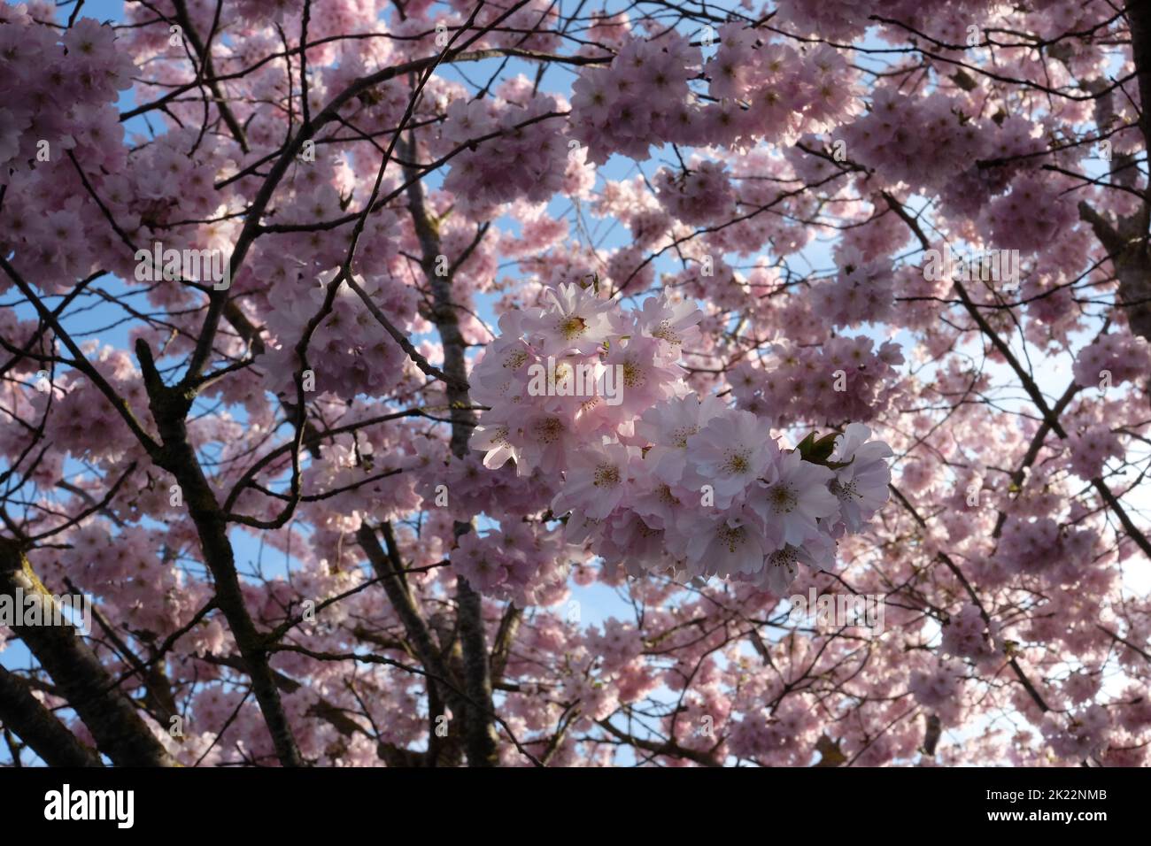 A sakura tree blossom against the blue sky Stock Photo - Alamy