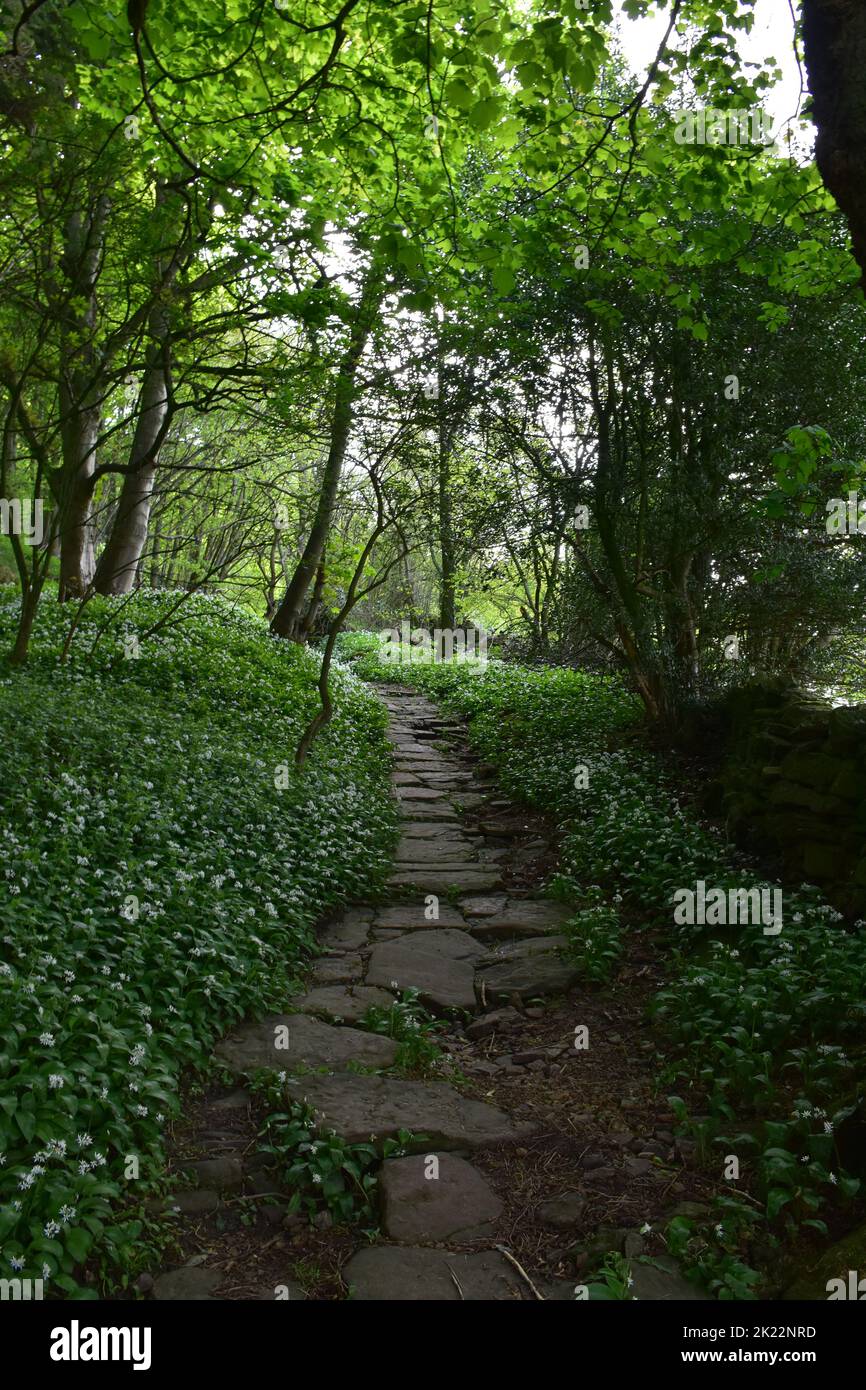 Winding stone steps through the woodlands in a forest in England Stock ...