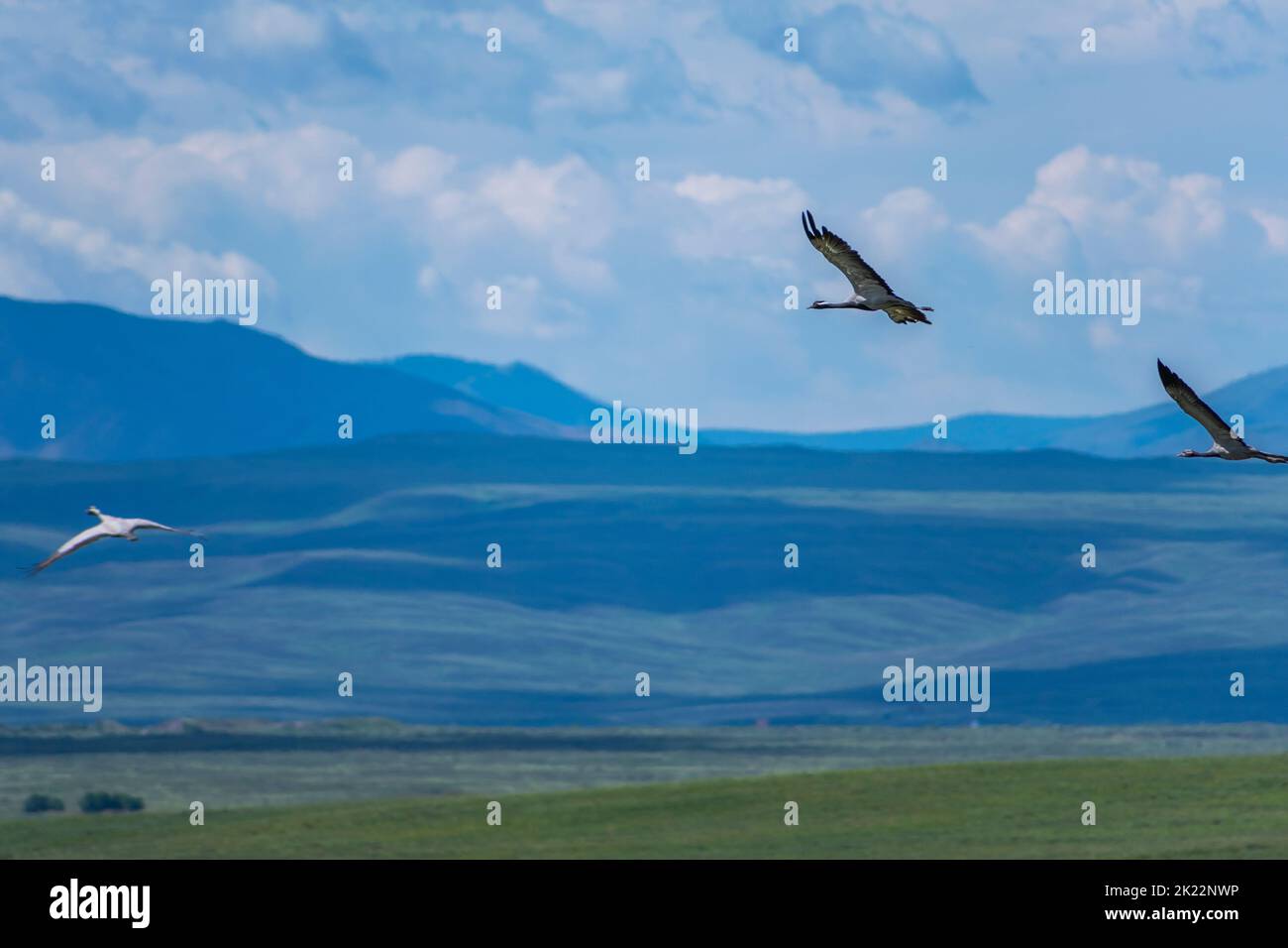 Cranes flying over the mountains hi-res stock photography and images ...