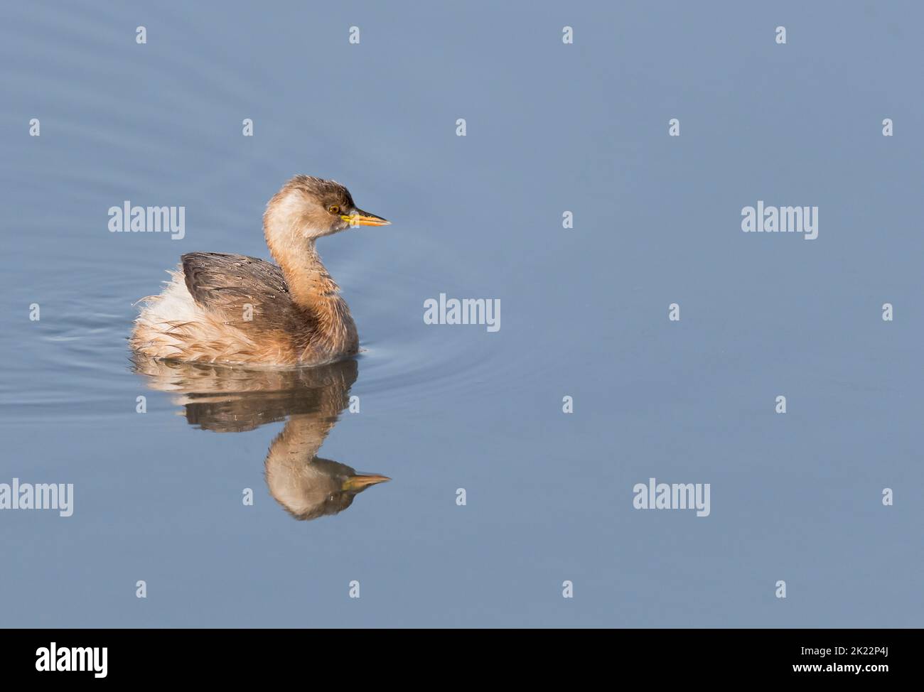 Common little grebe hi-res stock photography and images - Alamy