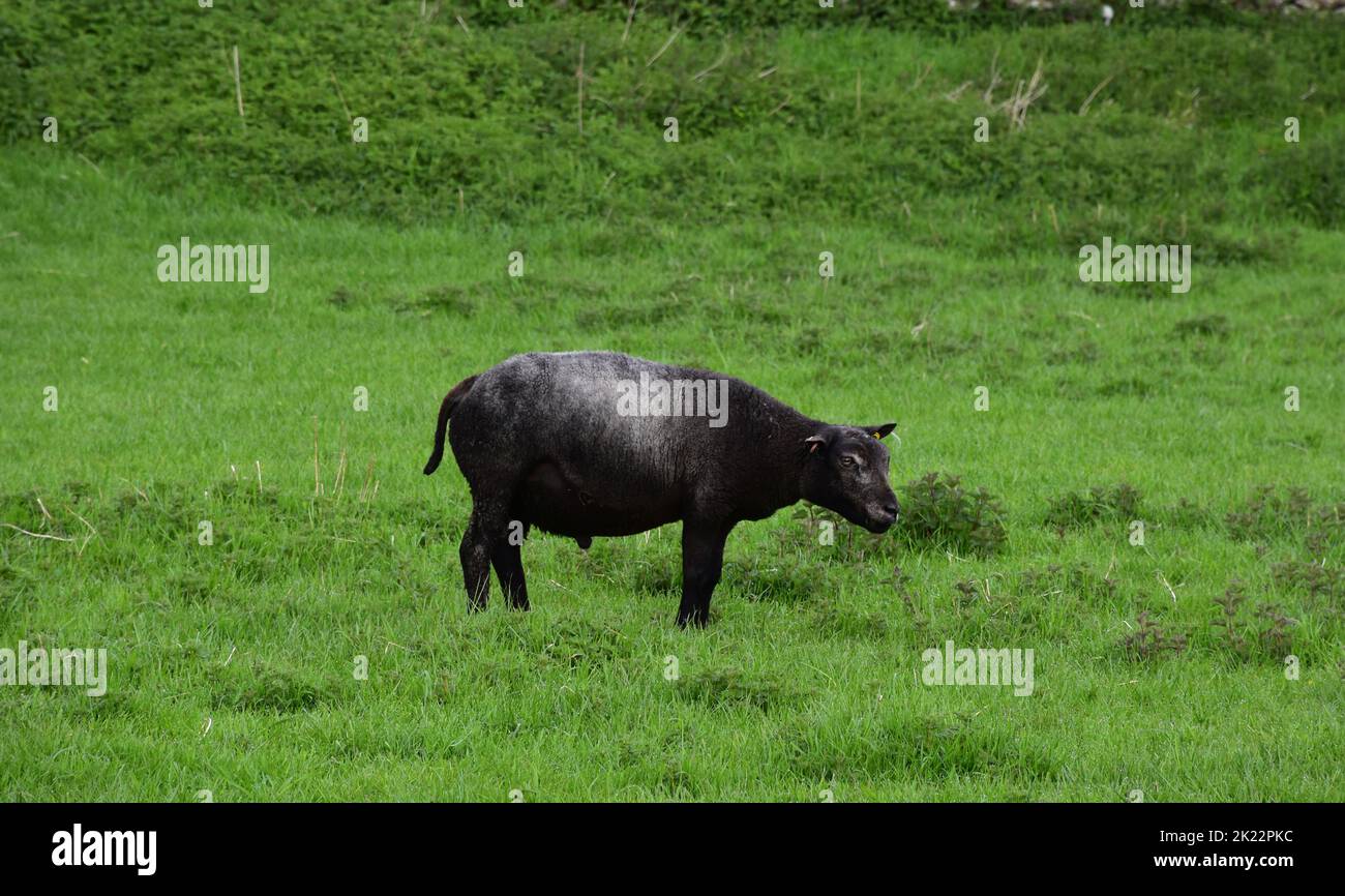 Large fat black sheep in a grass field in the spring time Stock Photo ...